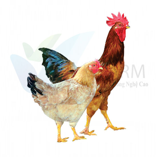 Trại Gà Lương Phượng Giống